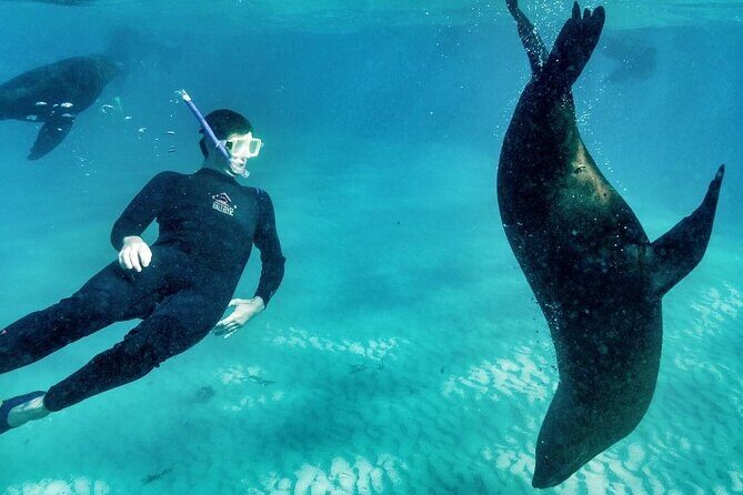 2 hour Seals & Seadragon Swim - Discover the 2-hour Seals & Seadragon Swim: A Close-Up Marine Wildlife Experience