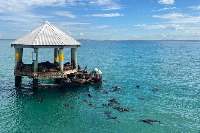 2 hour Seals & Seadragon Swim - Advantages & Considerations