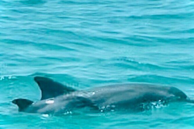 2 Hour Shell Island Jet Ski Dolphin Tour - FAQ