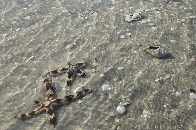 2 Hour Snorkeling and Dolphin Tour - FAQs