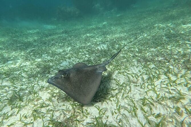 2 hour snorkeling in Arrecife de Puerto Morelos - An In-Depth Look at the Snorkeling Tour