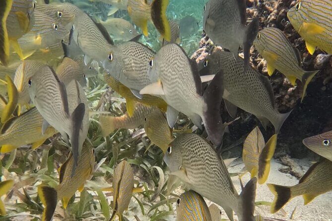 2 hour snorkeling in Arrecife de Puerto Morelos - FAQs