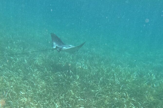 2 hour snorkeling in Arrecife de Puerto Morelos - Final Thoughts