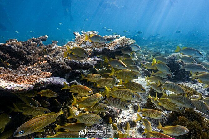 2-Hour Snorkeling Paradise Reef in Cancún Underwater Museum - 4. Guides and Instruction: Helpful but Room for Improvement