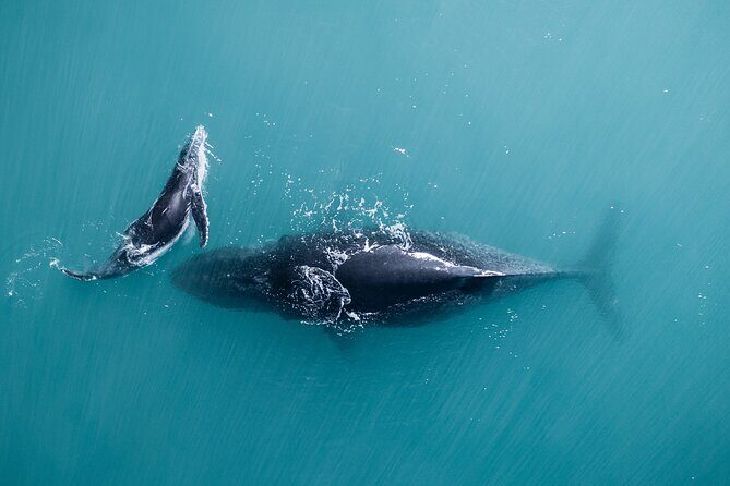 2 hour whale watching experience departing Hillarys Boat Harbour - The Boat and Its Comforts