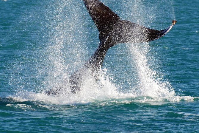2 hour whale watching experience departing Hillarys Boat Harbour - Pricing and Value