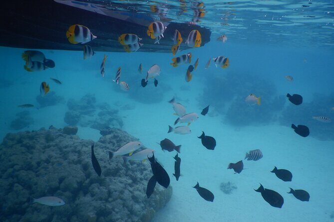 2 hours discovery tour of Moorea by Jet Ski - Why You’ll Love the Moorea Jet Ski Discovery Tour