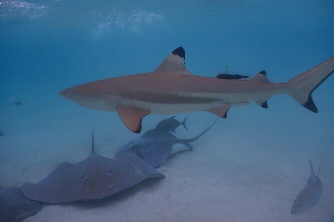2 hours discovery tour of Moorea by Jet Ski - Frequently Asked Questions