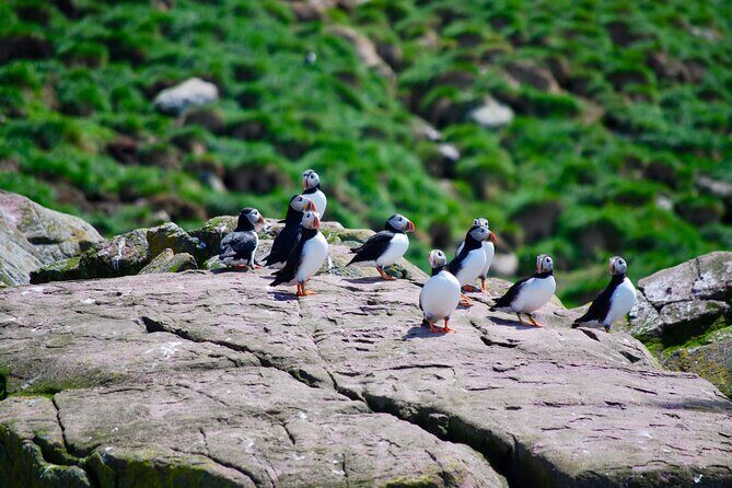 2 Hours Guided Whale and Bird Boat Tour in Bay Bulls - The Itinerary in Detail