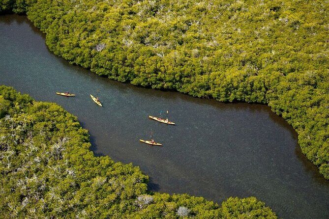 2 Hours of Kayak Safari in Bahía de La Paz - Key Points