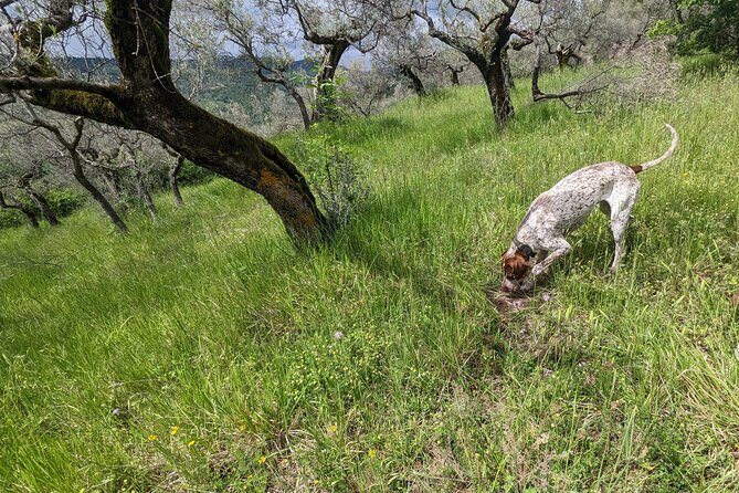 2 hours Private Activity - Truffle hunting in Assisi - Authenticity and Reviewer Insights
