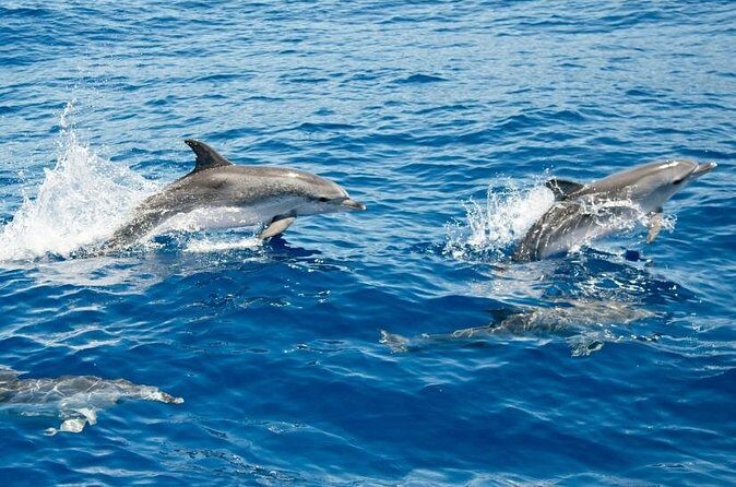 2 HR Dolphin Tour in North Myrtle Beach - Who Should Consider This Tour?