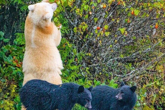 2 hr Private Custom Tour of Ketchikan (4 people) Wildlife + More - The Experience in Detail: What to Expect on Your Private Tour