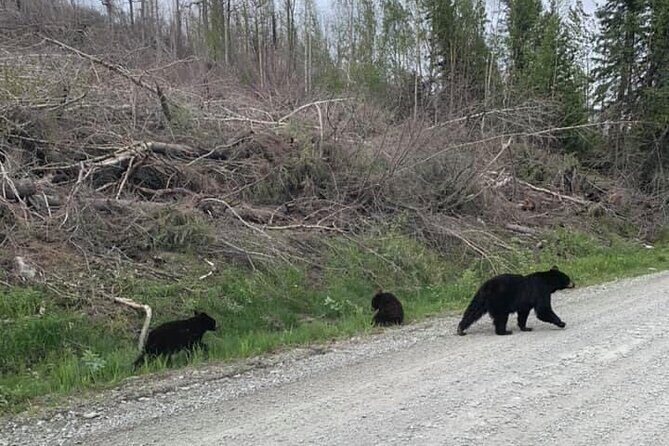 2 hr Private Custom Tour of Ketchikan (4 people) Wildlife + More - FAQs