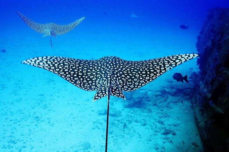 2 Ocean Dives: MUSA Underwater Museum and Manchones Reef - Who Should Consider This Tour?