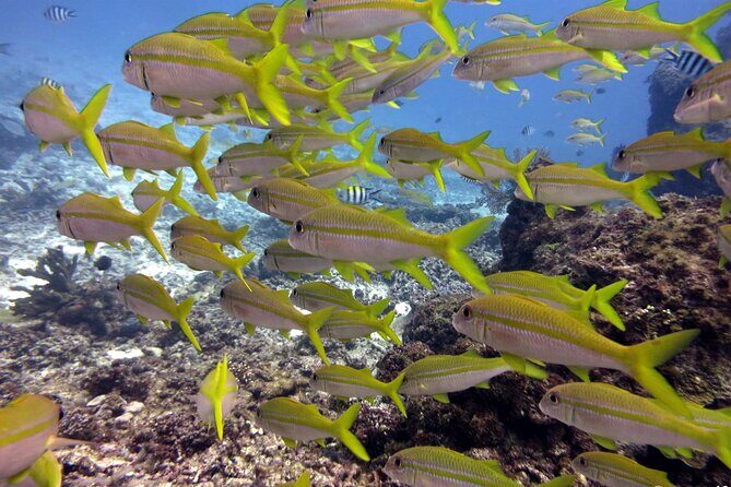 2 Tank (1 Day) Guided Diving for Certified Divers - Denarau Marina - What to Expect from the Tour