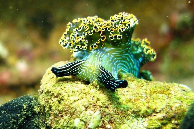 2 Tank Boat Dives for Certified Divers - What Makes This Tour Stand Out