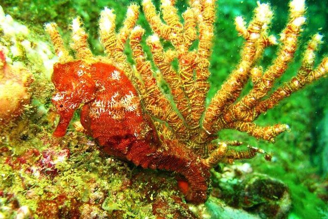 2 Tank Boat Dives for Certified Divers - Why This Tour Is Worth Considering