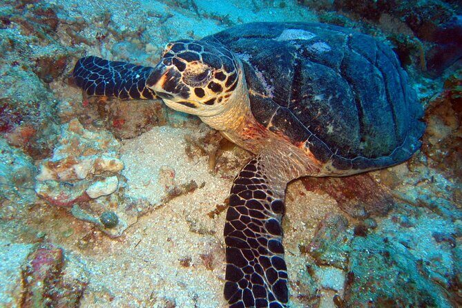 2 Tank Boat Dives for Certified Divers - Who Should Book This Tour?