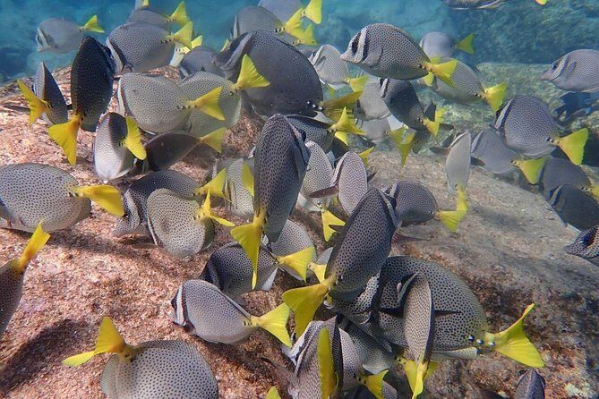 2 Tank Combo Cabo Reserve & Corridor, certified divers with MANTA - An Honest Look at the 2 Tank Combo Tour in Cabo