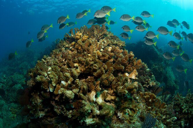 2 Tank Combo Cabo Reserve & Corridor, certified divers with MANTA - FAQ