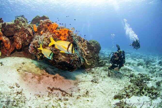 2 Tank Cozumel Reef Boat Dives - Key Points