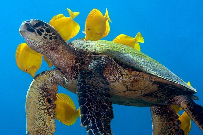 2-Tank Daytime Scuba Dive Boat Trip - Why Choose This Tour?