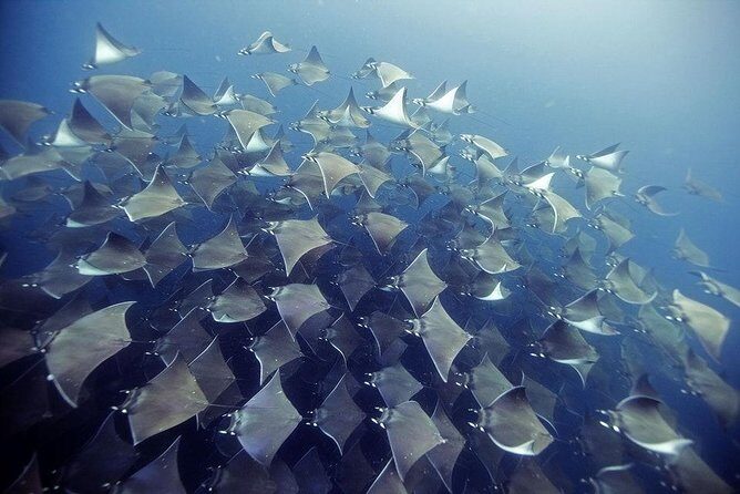 2 Tank Dive - Certified Divers (Santa Maria Bay & Chileno Bay) - Key Points  