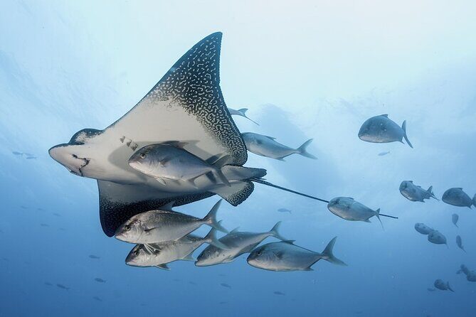 2 Tank Dive - Certified Divers (Santa Maria Bay & Chileno Bay) - Introduction: What Makes This Cabo Dive Tour Stand Out?