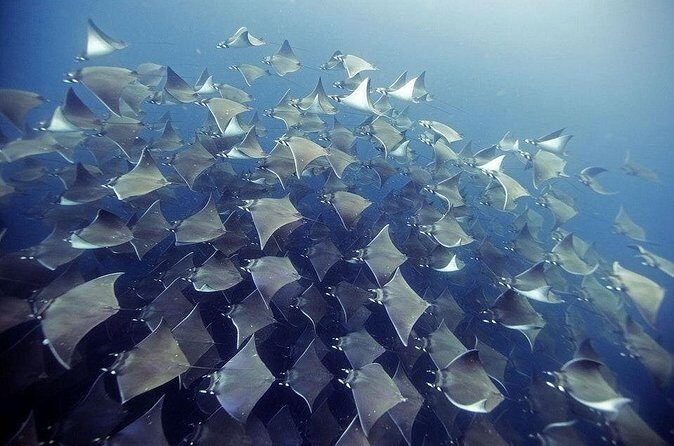 2 Tank Dive - Certified Divers (Santa Maria Bay & Chileno Bay) - FAQ