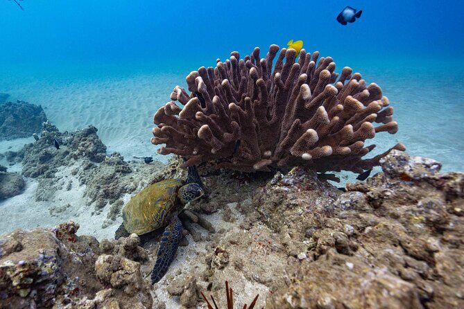 2-Tank Dive Featuring the Molokini Crater - Who Is This Tour Perfect For?