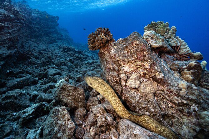 2-Tank Dive Featuring the Molokini Crater - FAQ