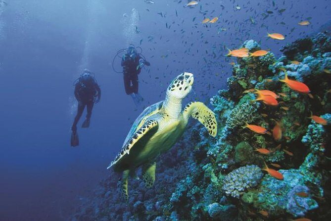 2 Tank Dive in Cozumel - Key Points  