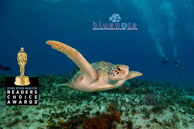 2 Tank Morning Dive: Scuba Diving in Cozumel - Why This Tour Delivers Value