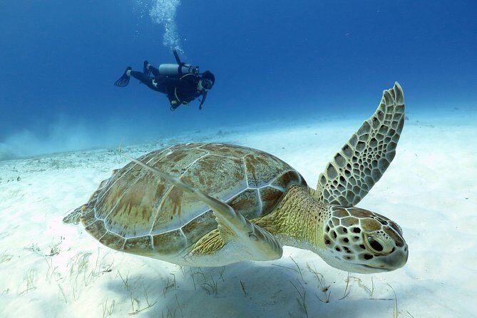 2-Tank Morning or Afternoon Dives in Playa del Carmen certified Divers Only - What to Expect from the Playa del Carmen 2-Tank Diving Tour
