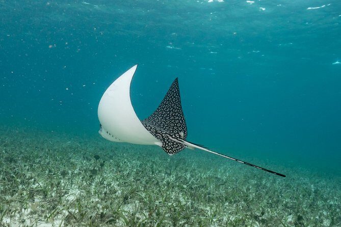 2-Tank Morning or Afternoon Dives in Playa del Carmen certified Divers Only - Additional Considerations