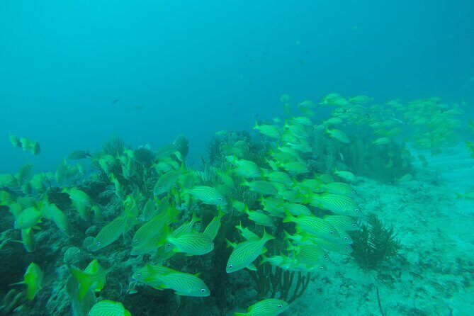 2 Tank Reef Dive in Mexico - What to Expect from This 2 Tank Reef Dive Experience