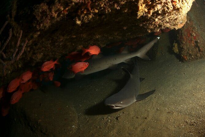 2 Tank Tour in Cabo San Lucas Reserve, Certified Divers with MANTA - An In-Depth Look at the Tour Experience