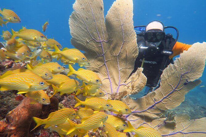 2 Tanks Dives Cancun Underwater Museum for Certified Divers - Cost and Value Analysis