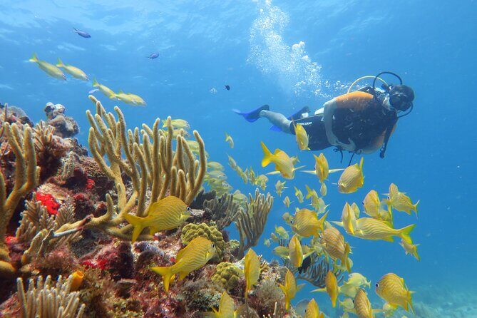 2 Tanks Dives Cancun Underwater Museum for Certified Divers - Who Is This Tour Best Suited For?