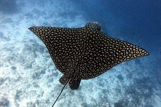 2 tanks for certified divers - Why This Tour Stands Out