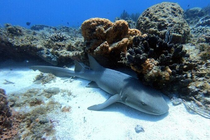 2 tanks for certified divers - Reviews: What Travelers Say