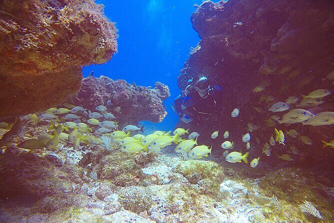 2 Tanks Scuba Diving Wreck and Reef in Cancun for Certified Divers - Authentic Experiences and Highlights