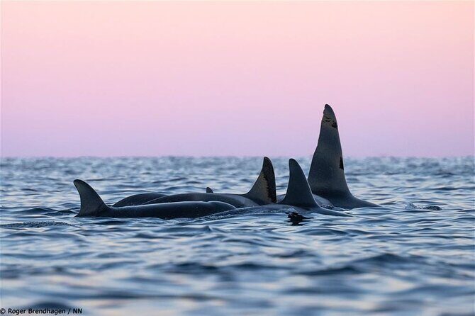 24hr Northern Lights & Whale Watching Cruise - Analyzing the Experience: What You Can Expect