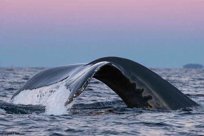 24hr Northern Lights & Whale Watching Cruise - Practical Tips for Booking & Preparation