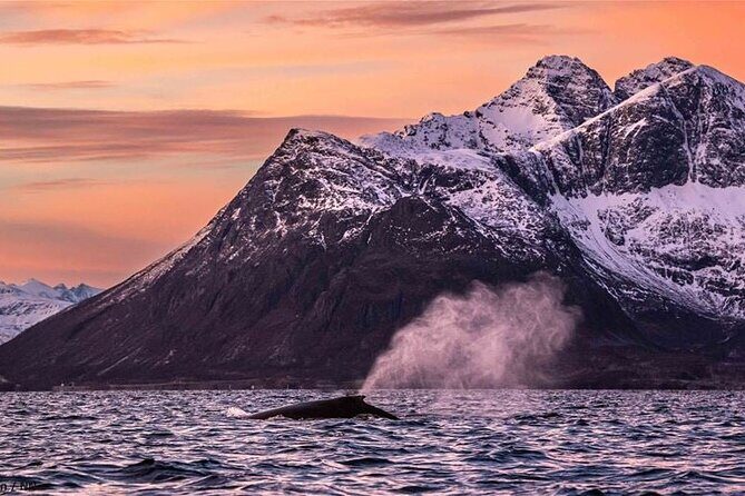 24hr Northern Lights & Whale Watching Cruise - Final Thoughts