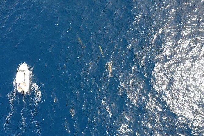 2h Dolphin and Whale Viewing + Snorkeling Tour - Final Thoughts