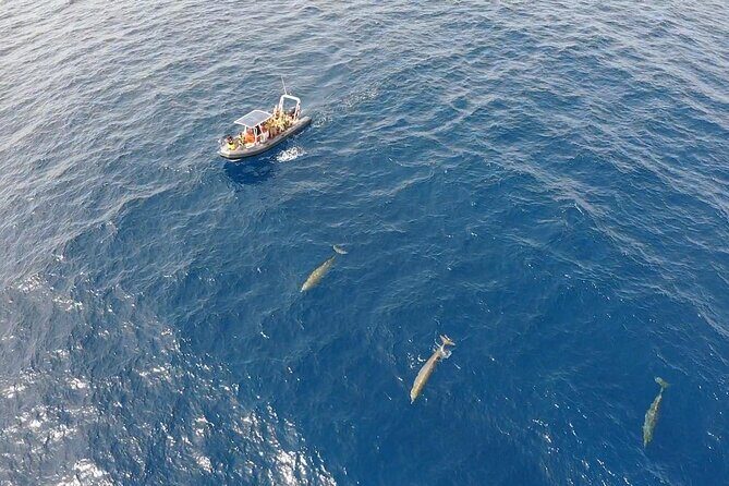 2h Dolphin and Whale Viewing + Snorkeling Tour - FAQ