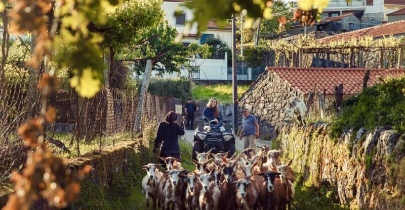 2h Quad Tour  Arcos de Valdevez  Peneda Gerês - A Closer Look at the Quad Experience