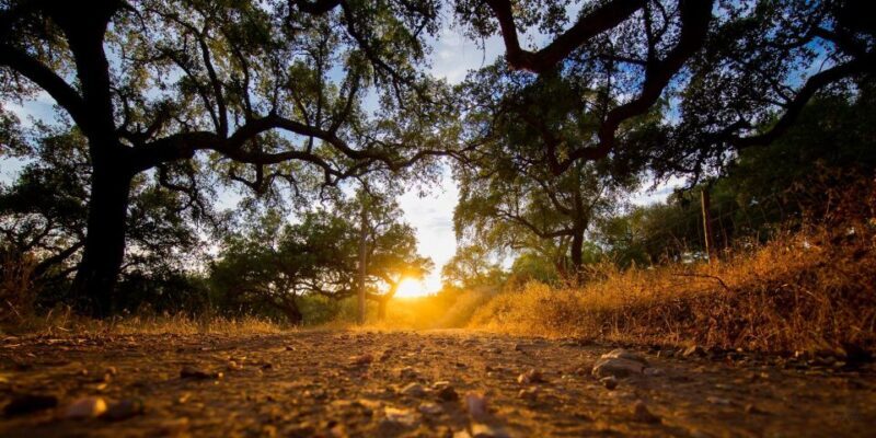 2hr Cork Safari in a Classical Land Rover - The Experience in Detail